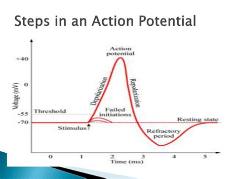 Ppt Electrochemical Impulse Aka An Action Potential Powerpoint