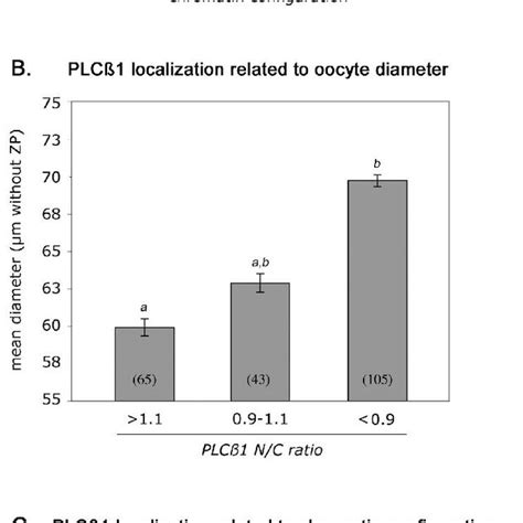 Oocyte Diameter Chromatin Configuration And Plcß1 Localization During