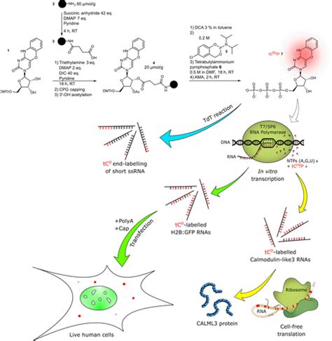 Transcription Diagram Labeled