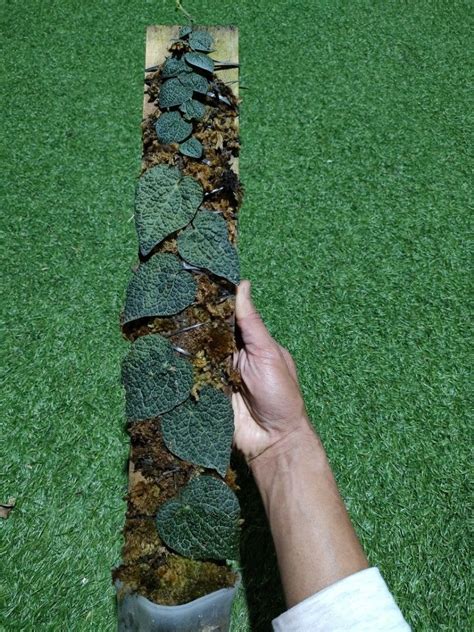 Piper Sp Furniture And Home Living Gardening Plants And Seeds On Carousell