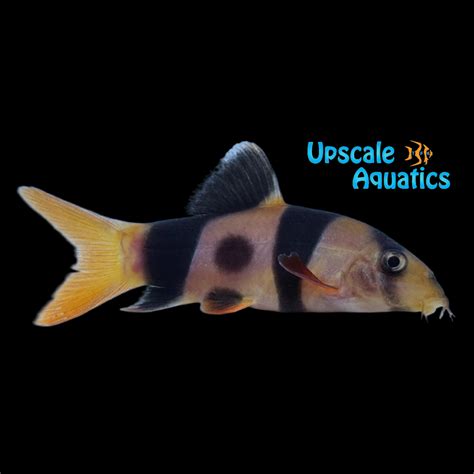 Clown Loach Oddball Pattern Chromobotia Macracanthus Upscale Aquatics