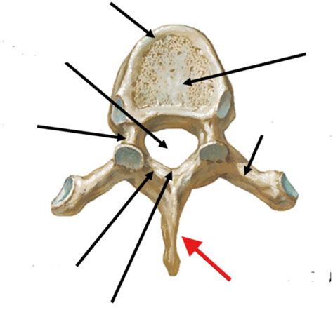 Anatomy L17 Vertebral Column Flashcards Quizlet