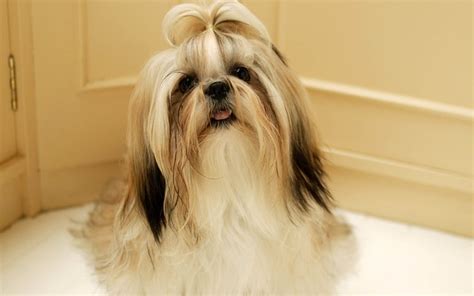 安卓手机宠物 狗 汪星人 西施犬高清壁纸免费下载