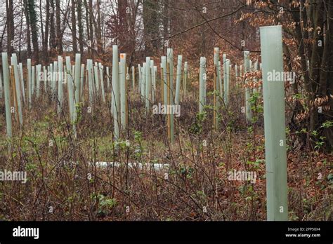 Saplings Protected From Deer And Rabbits By Tree Guards In Thetford Forest Norfolk UK Stock