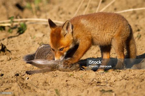 발톱으로 발과 함께 죽은 먹이에 서 있는 청소년 빨간 여우 새끼 토끼에 대한 스톡 사진 및 기타 이미지 토끼 먹기 잡기 Istock