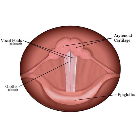 Vocal Chords Diagram Definition Of Voice Box Nci Dictionary Of