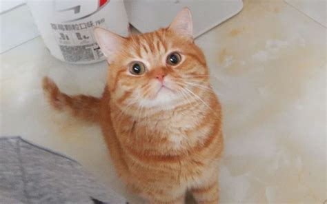 这种能和人类对话的小猫到底是谁在养啊？？ 橘域网 橘域网 哔哩哔哩视频