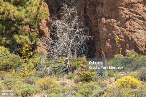 희귀 한 자연 조합 붉은 거대한 꽃 Tajinaste와 야생 피는 노란색 아니스와 산의 숲 경사면 중간에 거대한 건조 주니퍼 테네리페 카나리아 제도 0명에 대한 스톡 사진