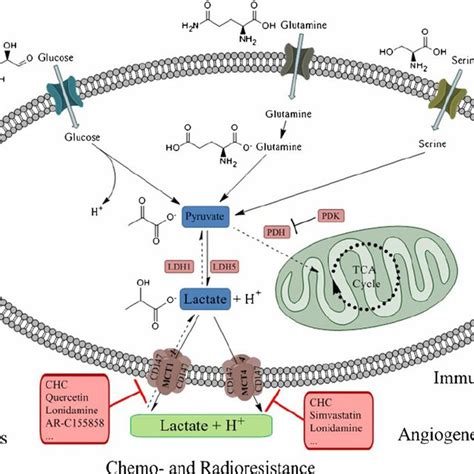 Pdf Role Of Monocarboxylate Transporters In Human Cancers State Of The Art
