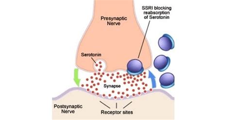 Ithy Understanding How Ssris Work At The Synaptic Level