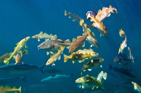 Guest Post Why Ocean Depth Is Key For How Warming Will Affect Marine
