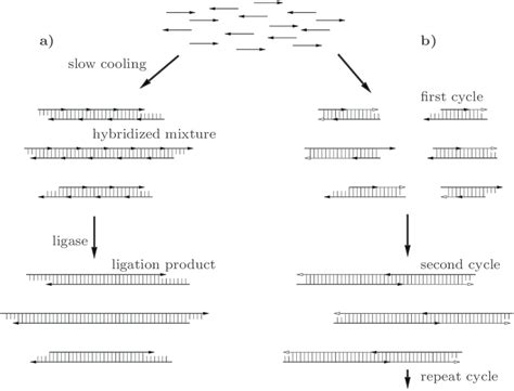 7 Synthesis Methods For Combinatorial Libraries A Annealingligation