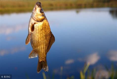 夏天為什麼大鯽魚難釣高手告訴你夏天釣大鯽魚的方法 每日頭條