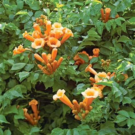 Trumpet Vine Planting Guide