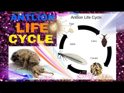 Ciclo De Vida Do Antlion Antlion Lacewings 308 Imagens Fotos E