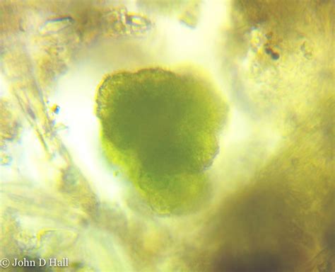 Maryland Biodiversity View Thumbnails Genus Botryococcus