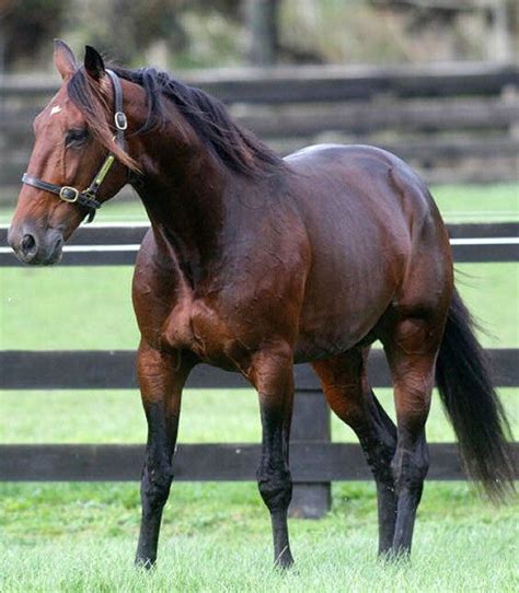 Standardbred Standardbred Horse Thoroughbred Harness Racing