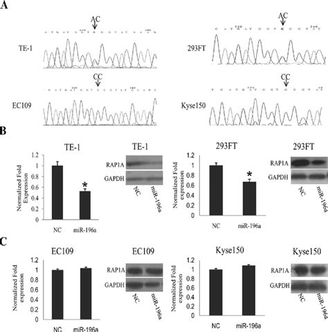 Rt Pcr And Western Blotting Were Used To Detect Mrna And Protein