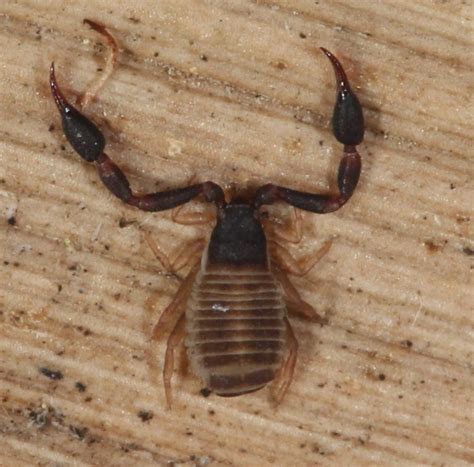 About Pseudoscorpion Sp Maryland Biodiversity Project