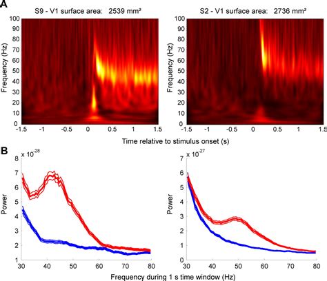 The Frequency Of Visually Induced Gamma Band Oscillations Depends On The Size Of Early Human
