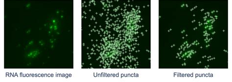 Image Processing Algorithms Official 10x Genomics Support