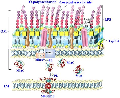Salmonella Bacteria Structure