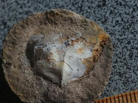 Nodule 10 Cephalopod Beak Mandible Member Collections The Fossil Forum