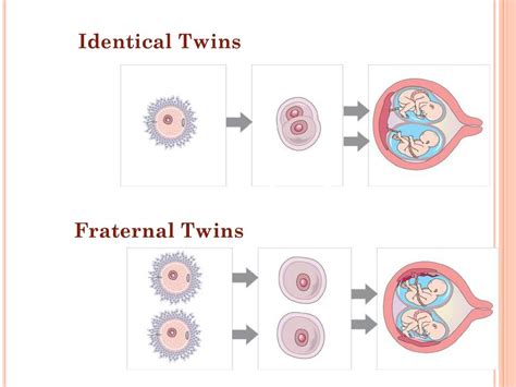 Why Do Identical Twins Share A Stronger Bond Than Fraternal Twins Quizlet At Ethel Montoya Blog