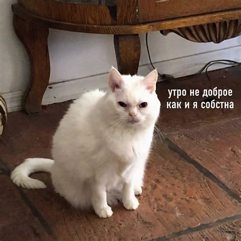 Смешной мем про утро с котом