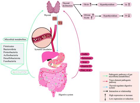 Unveiling The Role Of Gut Microbiota And Metabolites In Autoimmune