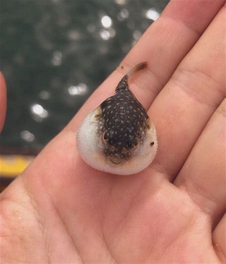 フグ「よくも釣りあげてくれたなっ！（怒）」 釣り人をにらみつける激オコなちびっ子フグがかわいい（12 ページ） ねとらぼ