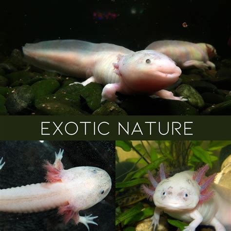Axolotl Metamorphosis