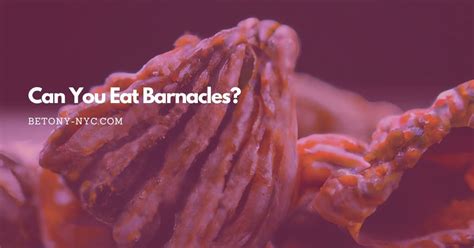 Can You Eat Barnacles Betony
