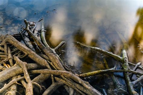 Tree Roots In The Water Stock Photo Image Of Roots 165792002