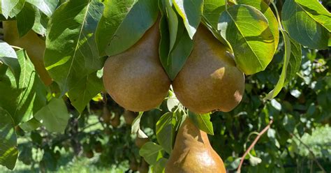 Organic Pear Volume Climbs