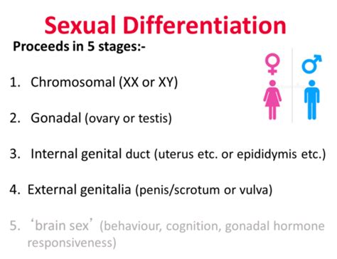 Anatomy And Physiology Of Sexual Differentiation Flashcards Quizlet