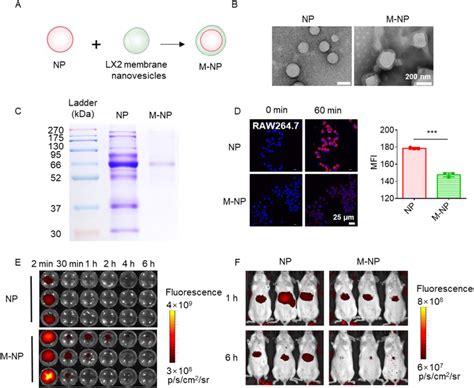 Lx2 Membrane Coated Plga Nanoparticles M Nps Showed Decreased Download Scientific Diagram