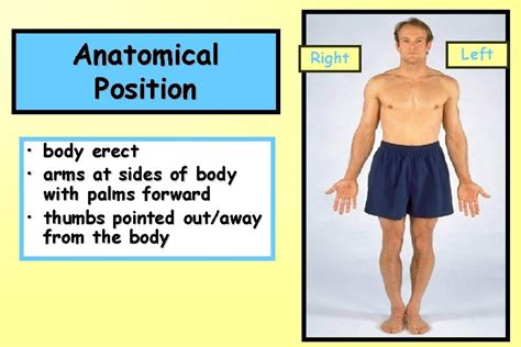 The Language Of Anatomy Anatomical Position Body Erect