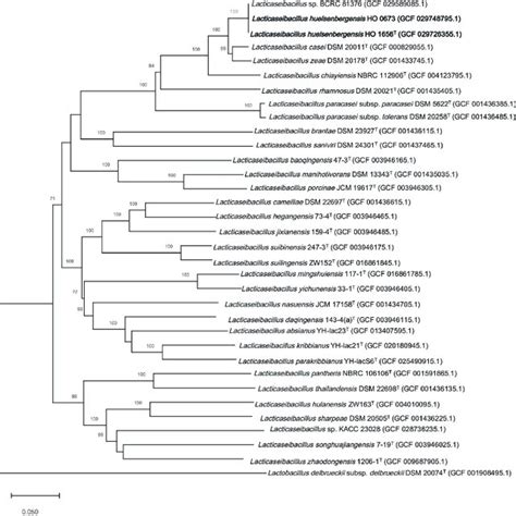 Phylogenetic Tree Based On The Concatenated Sequences Of The Dnak Mutl