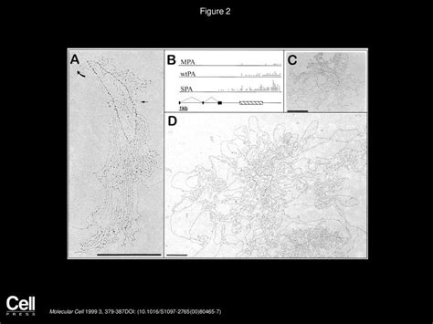 Em Visualization Of Transcription By Rna Polymerase Ii Ppt Download