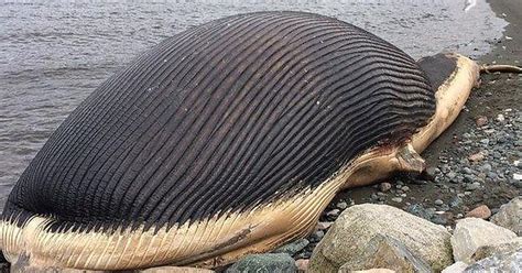 So Has That Whale Exploded Yet Imgur