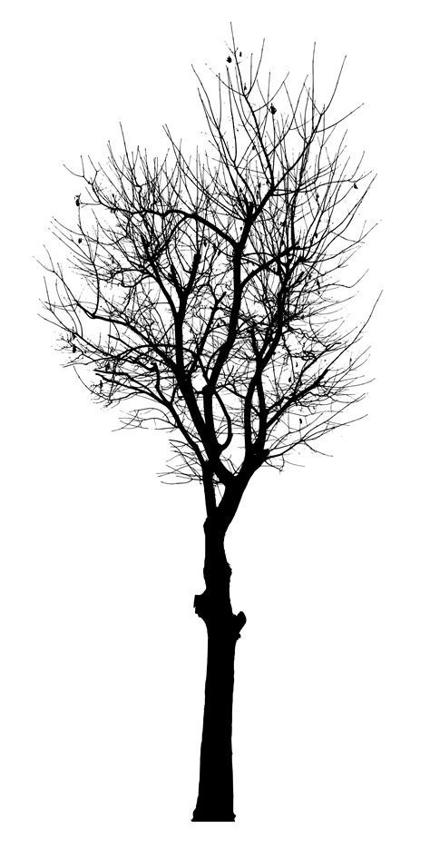 Collection Of Tree PNG Vector PlusPNG