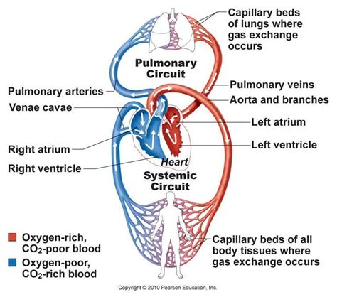Double Circulatory System Diagram Systemic Pulmonary Circuit Co2