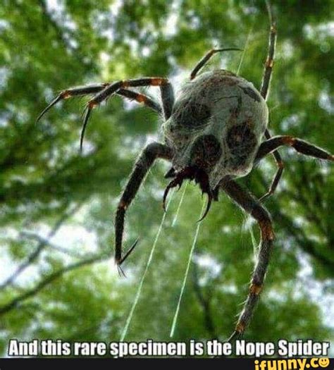 And This Rare Specimen Is The Nope Spider Ifunny