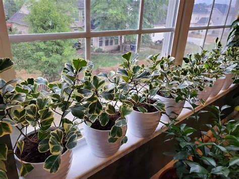 Ficus Triangularis Best Care Hacks Plants Craze