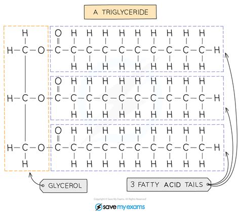 Edexcel IGCSE Biology Double Science 复习笔记 2 3 1 Carbohydrates Fats Proteins
