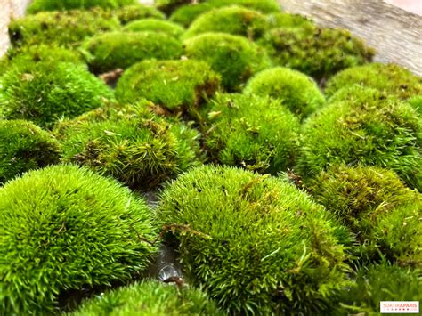 Boby La Plante Divertidos Talleres Para Crear Tu Propio Terrario