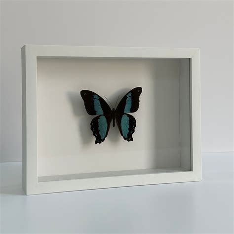Papilio Chrapkowski Framed Butterfly T Uae Bylovember
