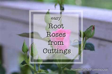 Easiest Way To Root Roses From Cuttings Flower Patch Farmhouse