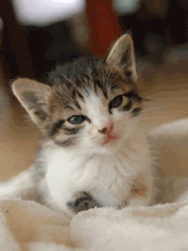 Cat Cute  Cat Cute Kitten Discover And Share S